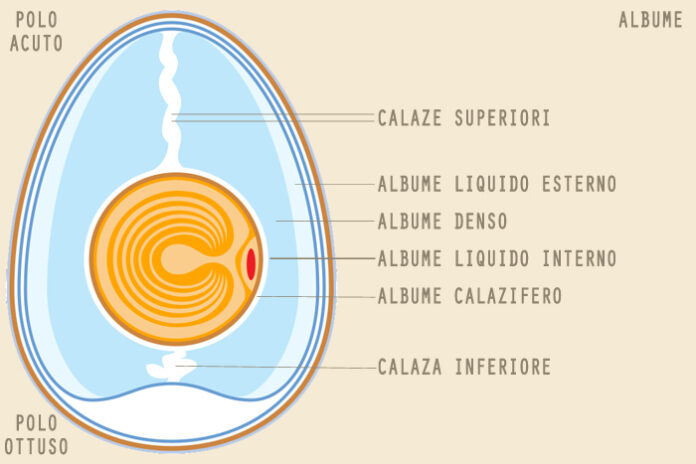 Uovo: anatomia e composizione chimica di guscio, albume e tuorlo ... Uovo: anatomia e composizione chimica di guscio, albume e tuorlo ...